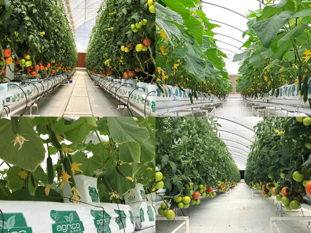 QAFCO | QATAR FERTILISER COMPANY