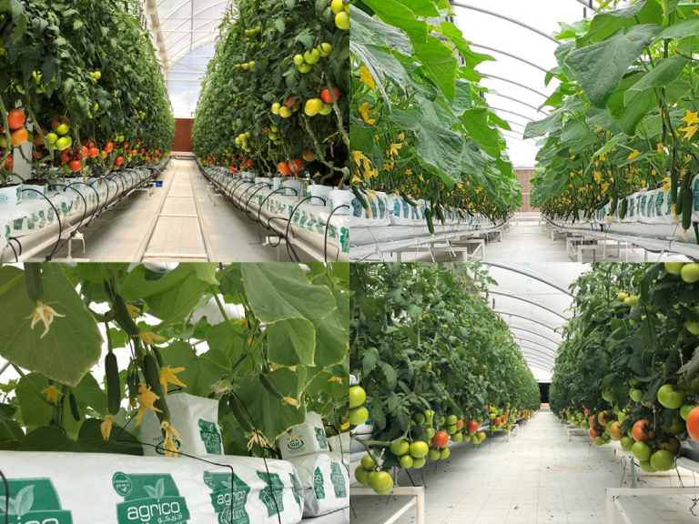 QAFCO | QATAR FERTILISER COMPANY