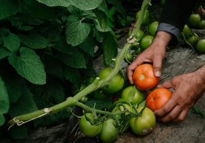 QAFCO | QATAR FERTILISER COMPANY